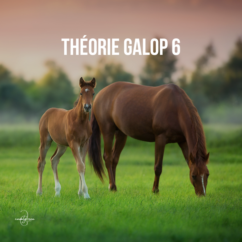 Préparer la théorie du Galop 6 - Cavalgreen Sellerie